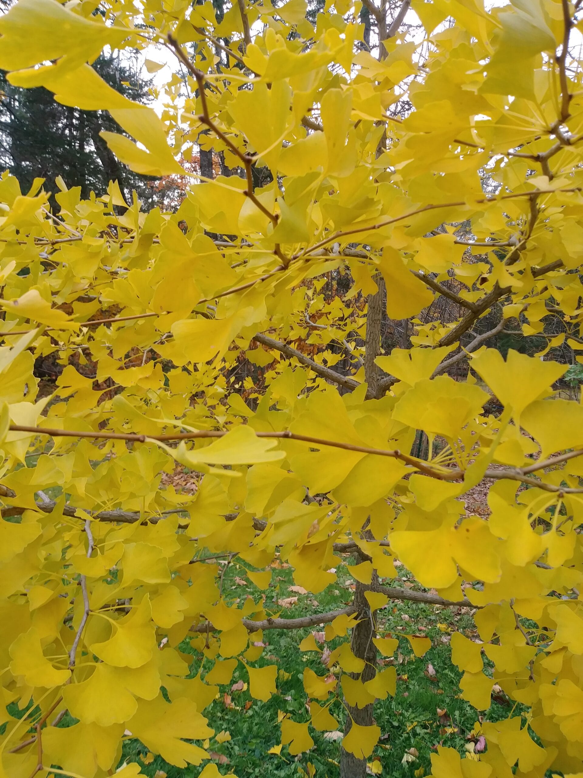 Fall Nature Walk - Waterville Creates
