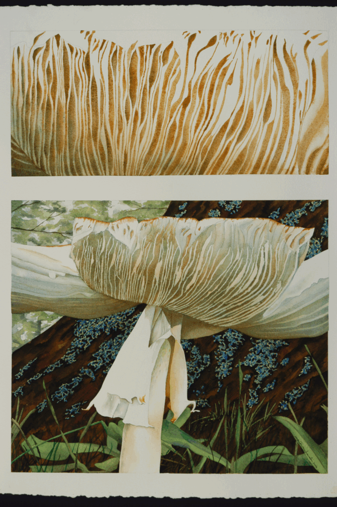 Natural Selections: Works by Maria Wyzykowski - Waterville Creates